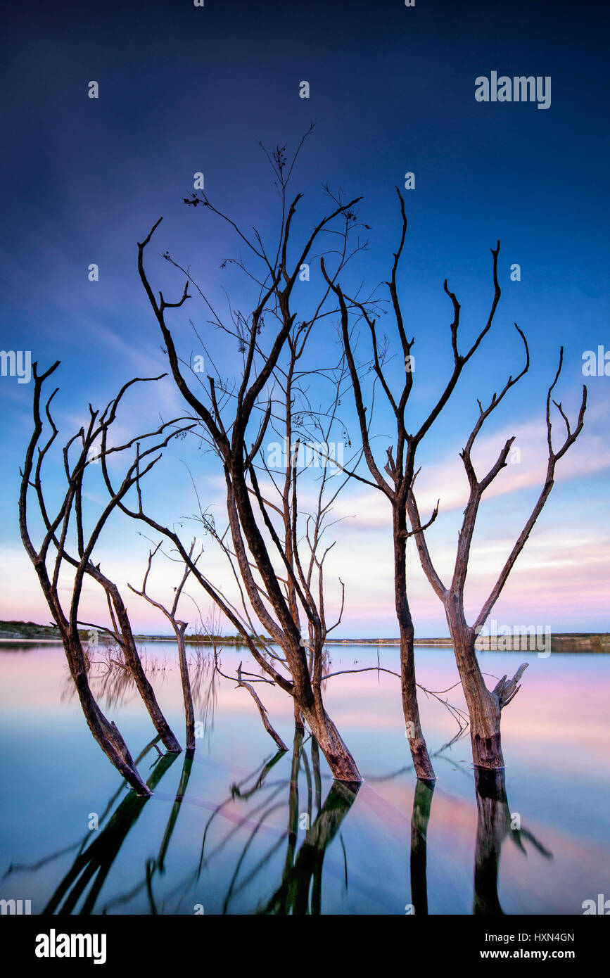 Partially submerged tree due to rising water levels, Amistad reservoir ...