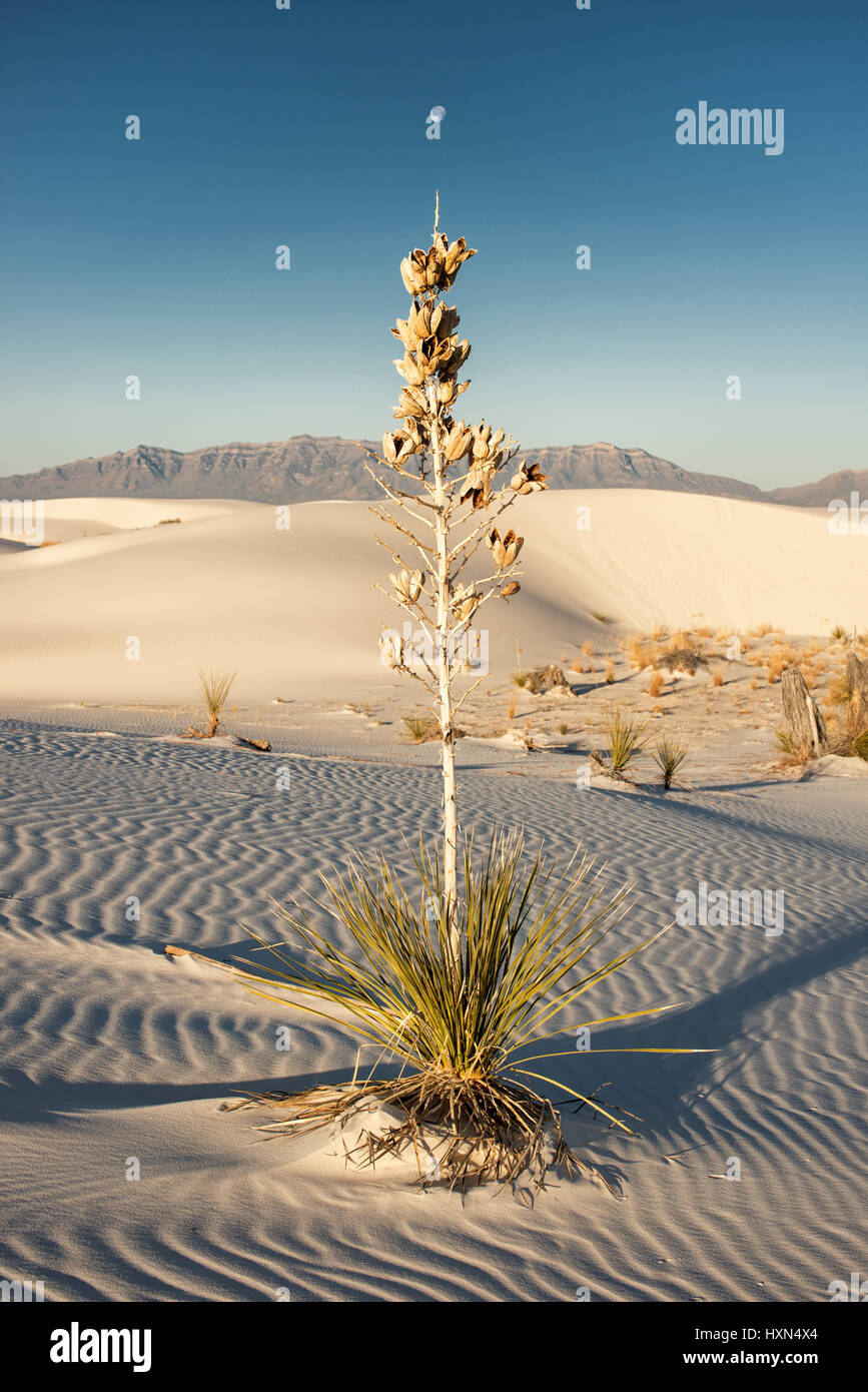 Soaptree Yucca (Yucca elata) Plant And Moon In Early Morning Light ...