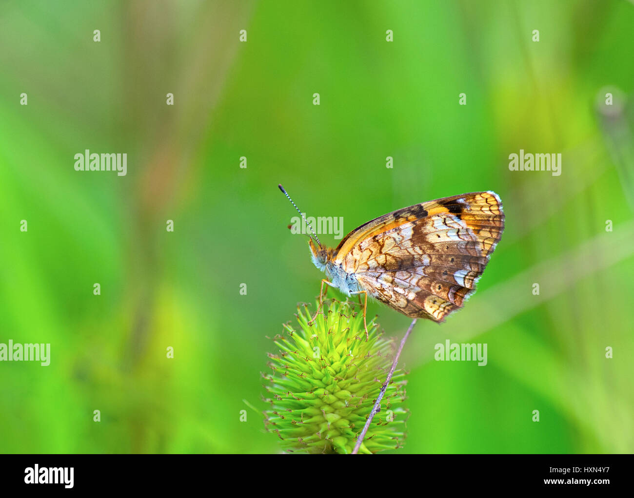A closer photo of Silvery Checkerspot butterfly Stock Photo - Alamy