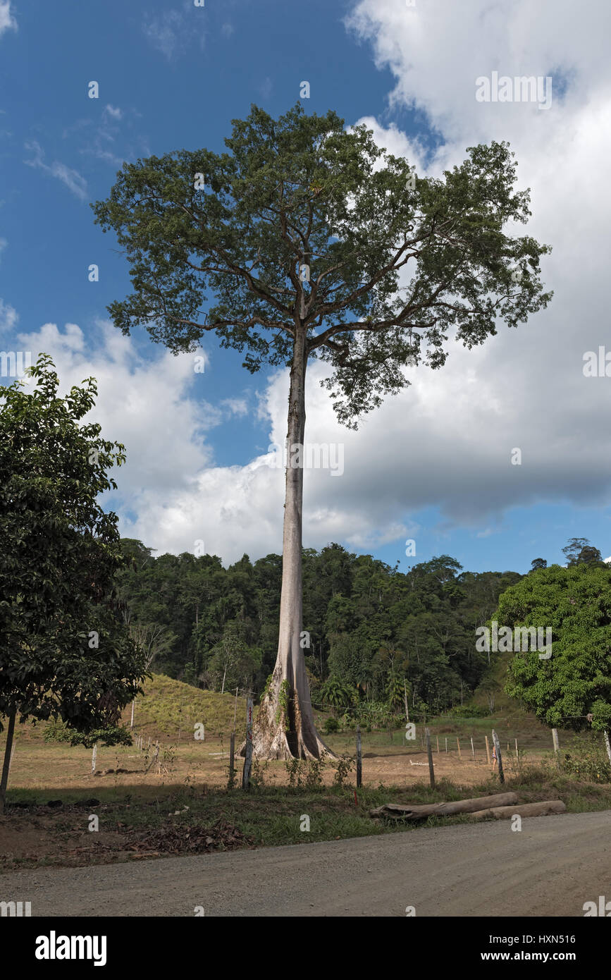 Single standing tropical tree in Costa Rica Stock Photo - Alamy