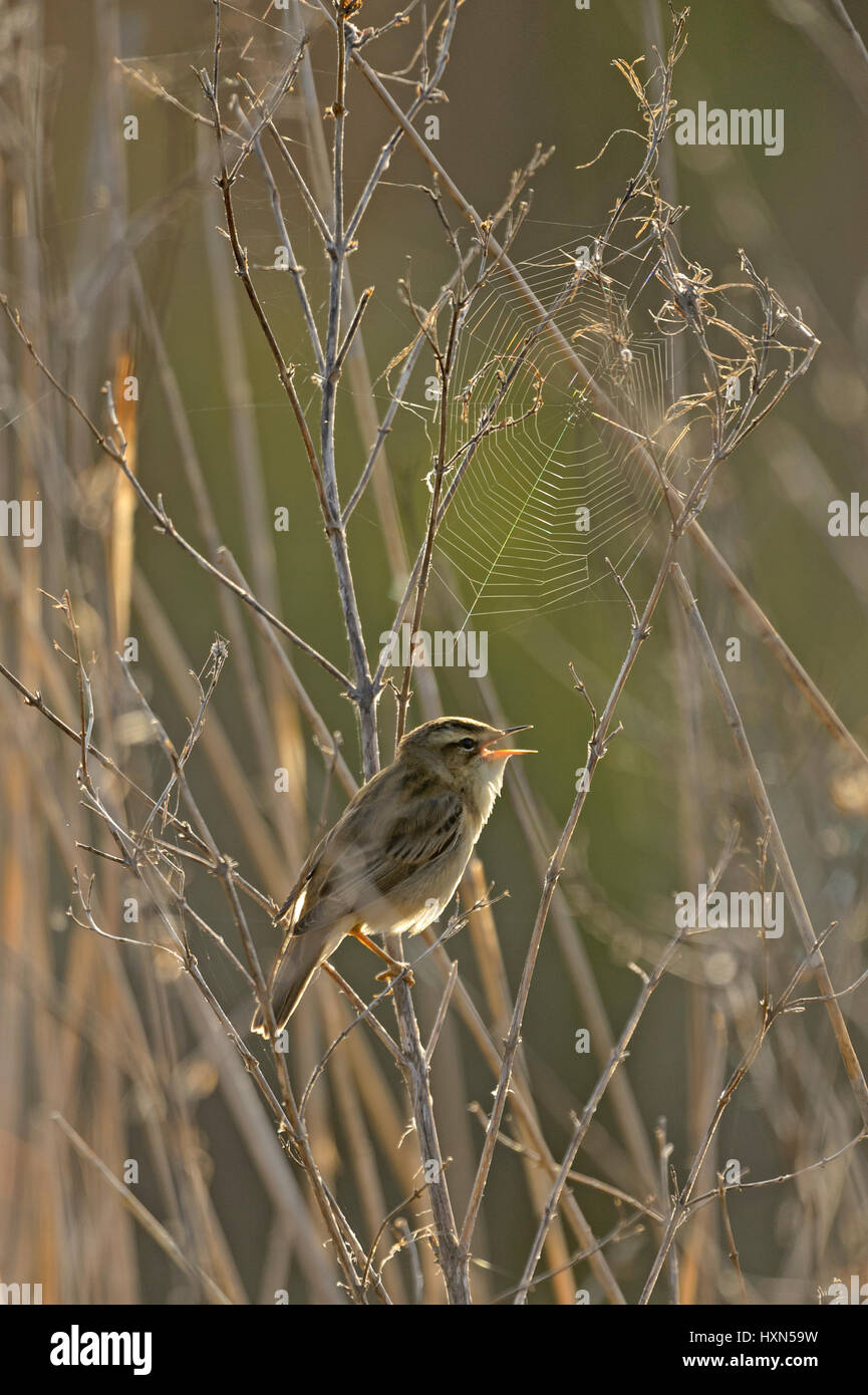 Reedbed hi-res stock photography and images - Alamy