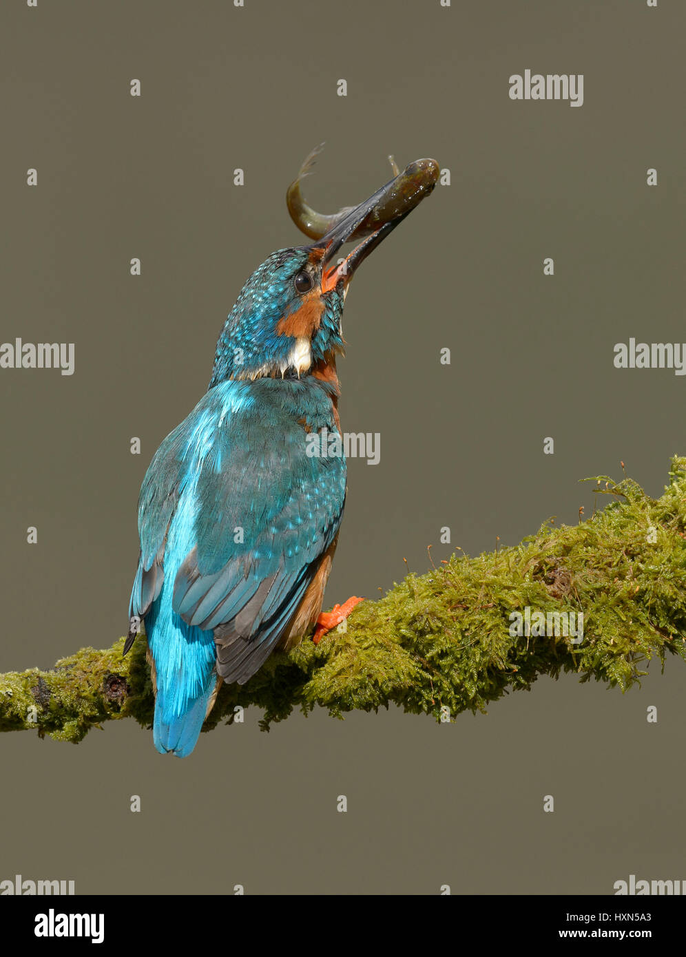 Common kingfisher (Alcedo atthis) adult male with fish prey ...