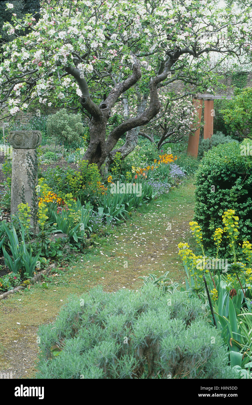 Garden with flowering tree Stock Photo - Alamy