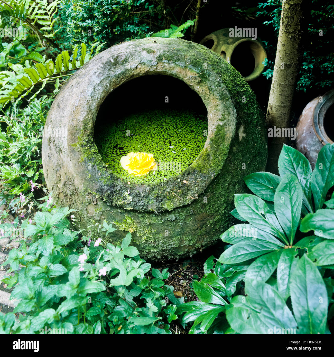 Yellow urns hi-res stock photography and images - Alamy