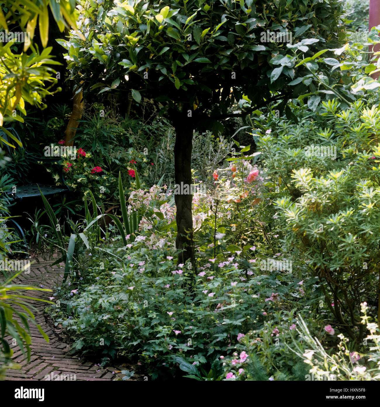 Garden paths pink hi-res stock photography and images - Alamy