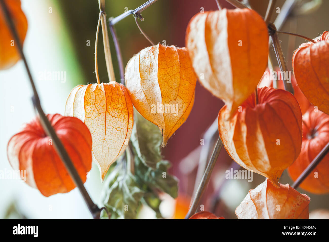 Bouquet of bright red dry physalis husk, closeup photo with selective ...