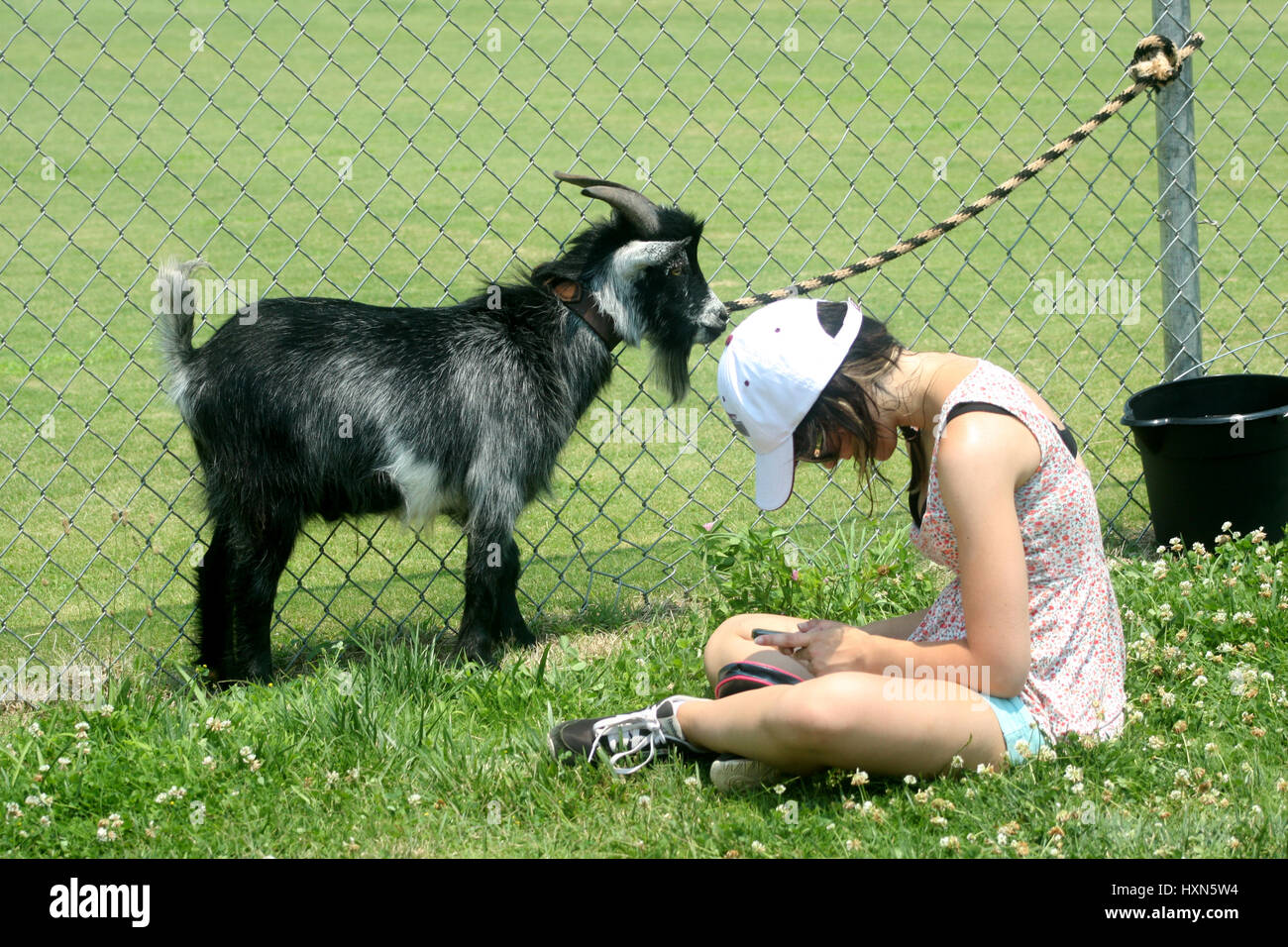 Young girl on her iphone, with small goat beside her Stock Photo - Alamy