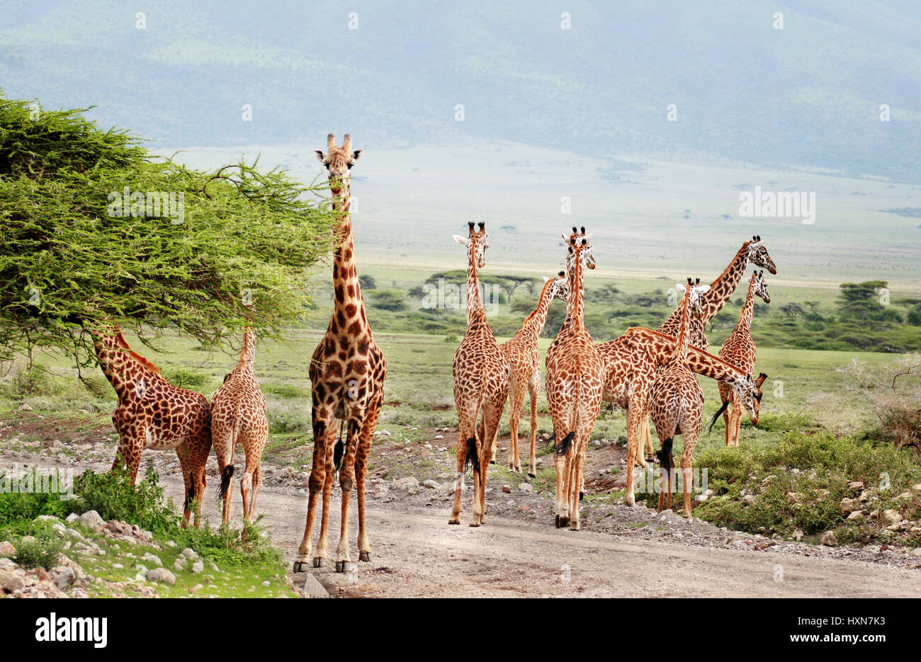 African Giraffes Group