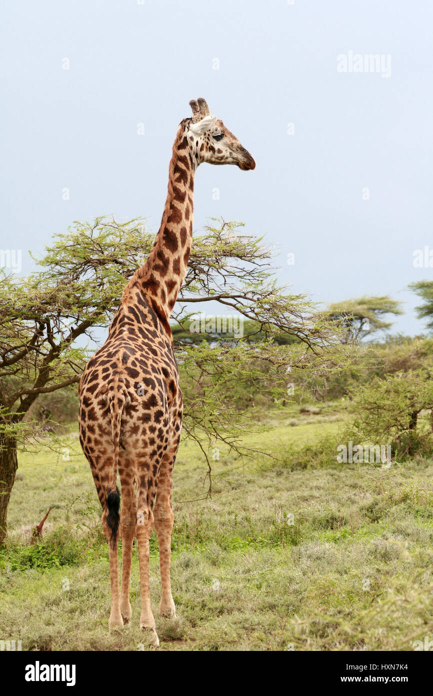 One giraffe grazing in the African bush, Serengeti Reserve, Tanzania ...