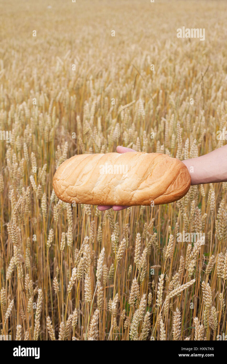 Bread in human hand against wheat field Stock Photo - Alamy
