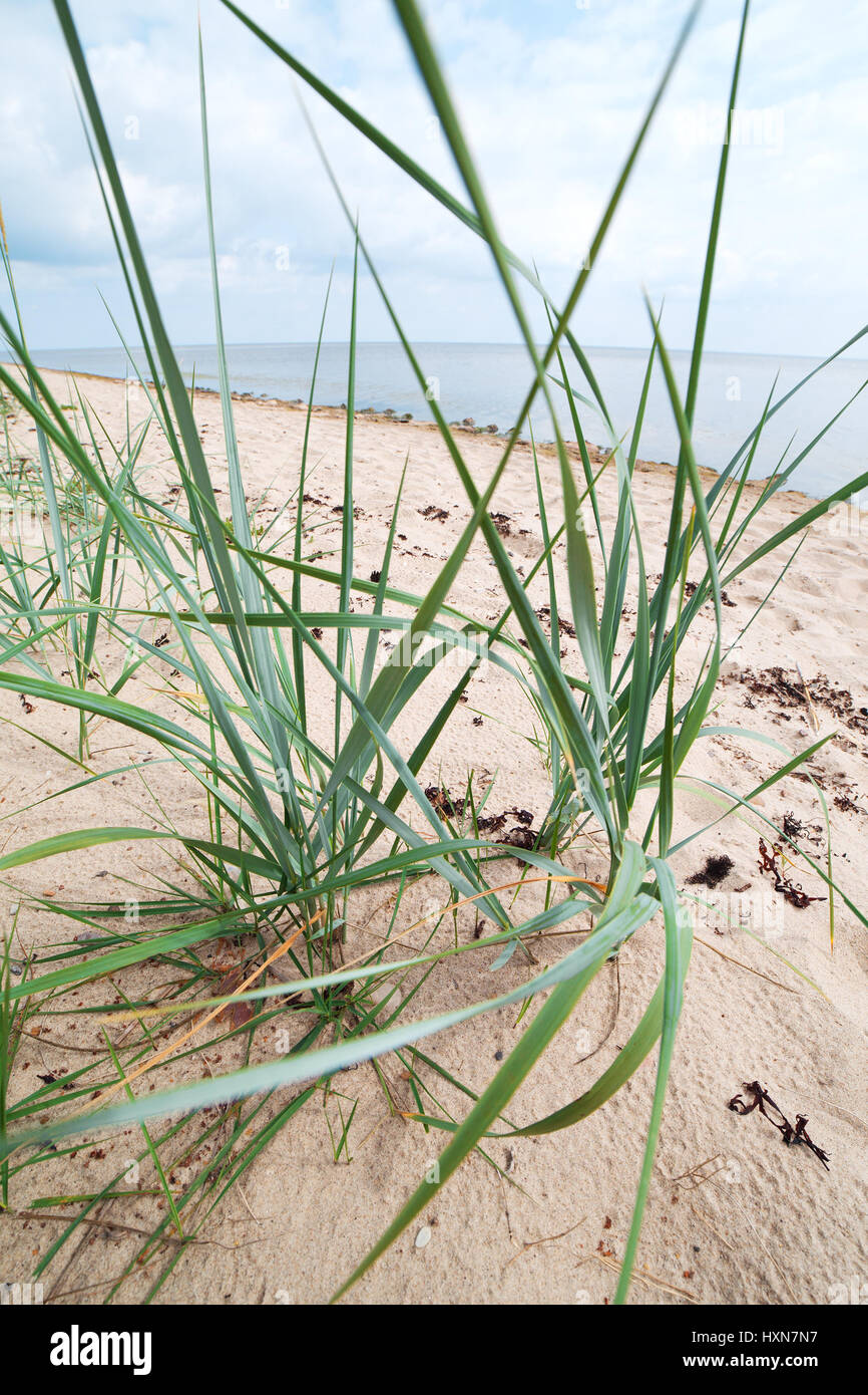 Green grass on beach`s sand Stock Photo - Alamy