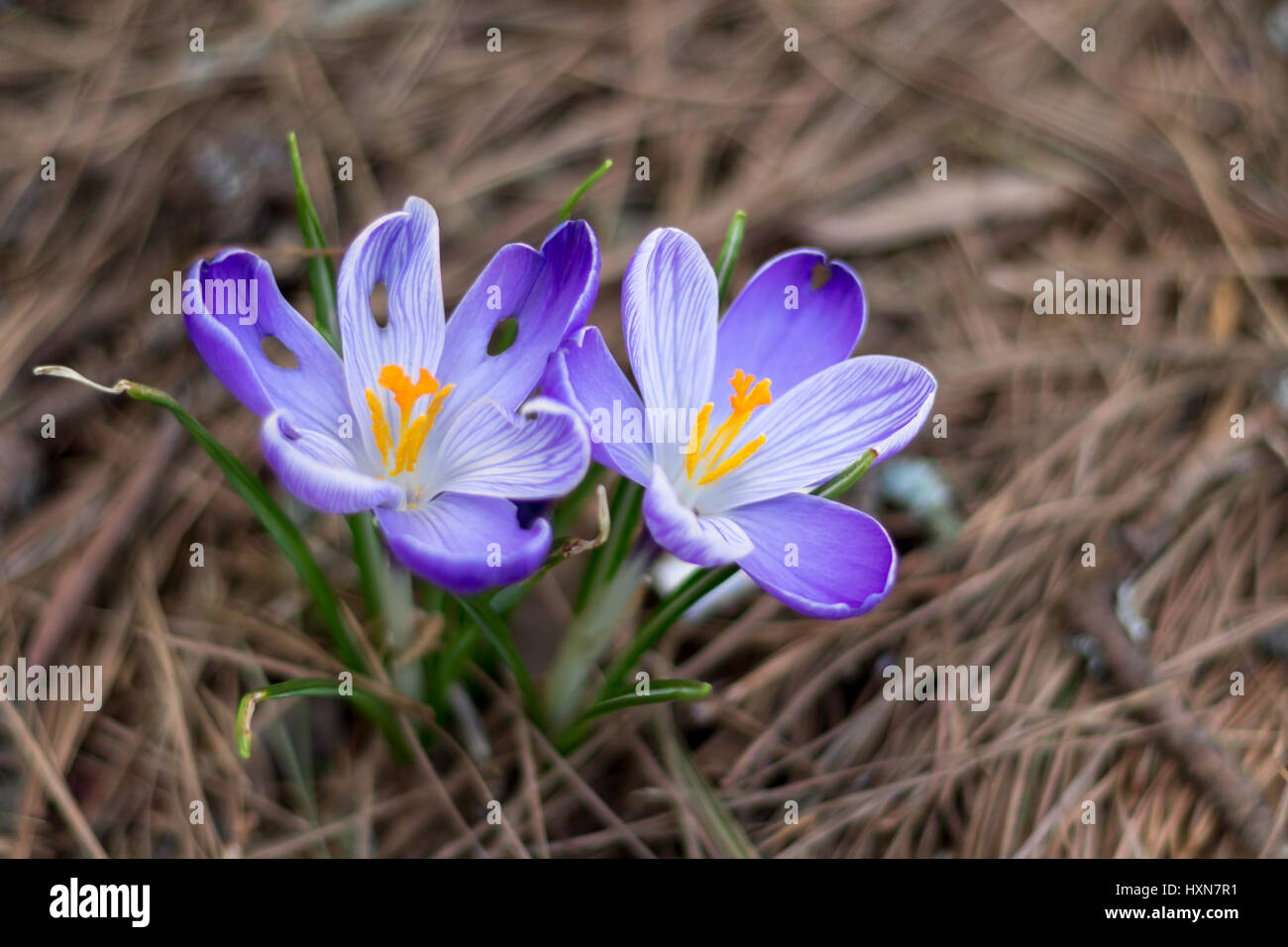 Carolina violet hi-res stock photography and images - Alamy