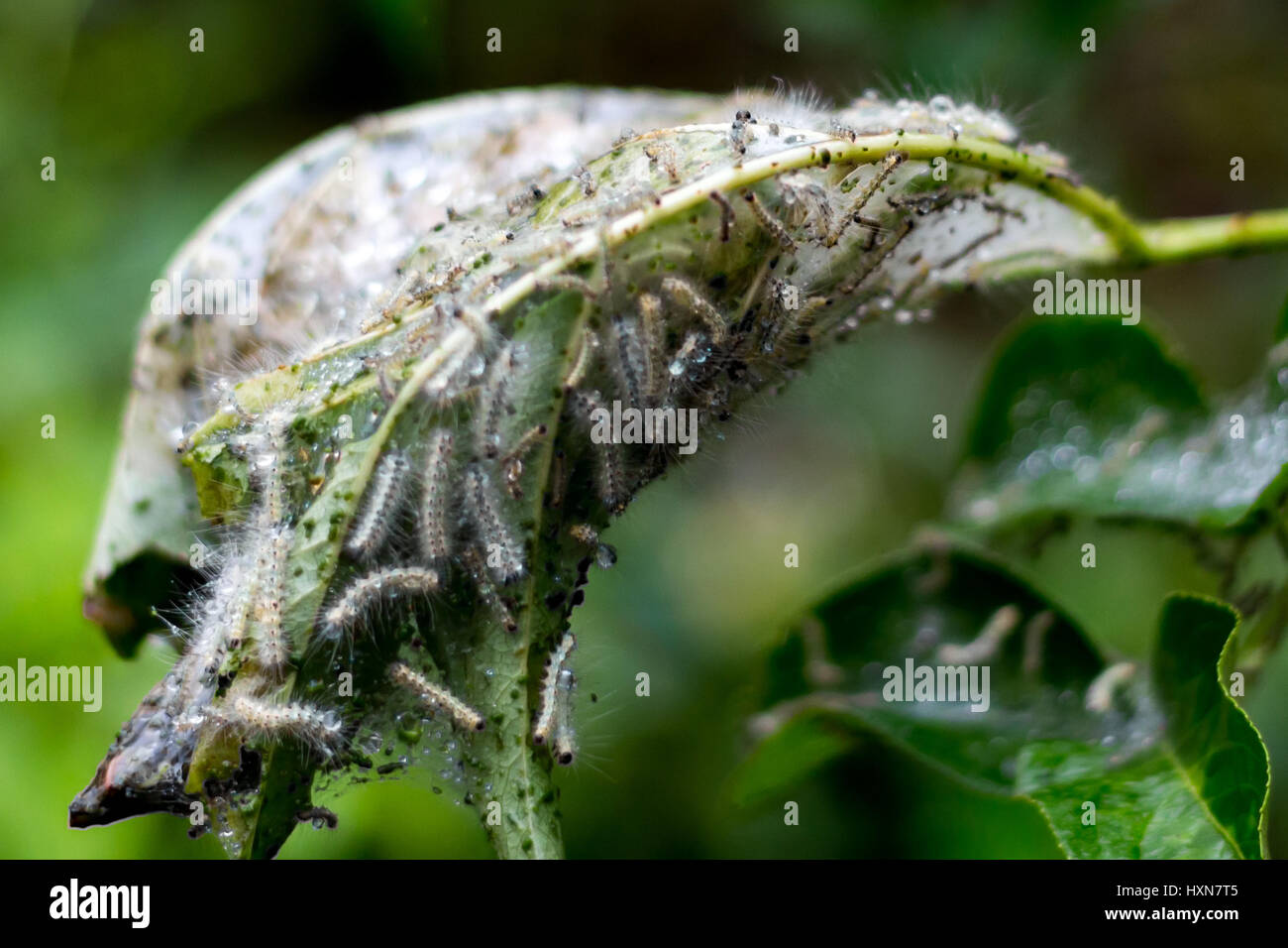 caterpillar hatching on leaf spring rain Stock Photo - Alamy