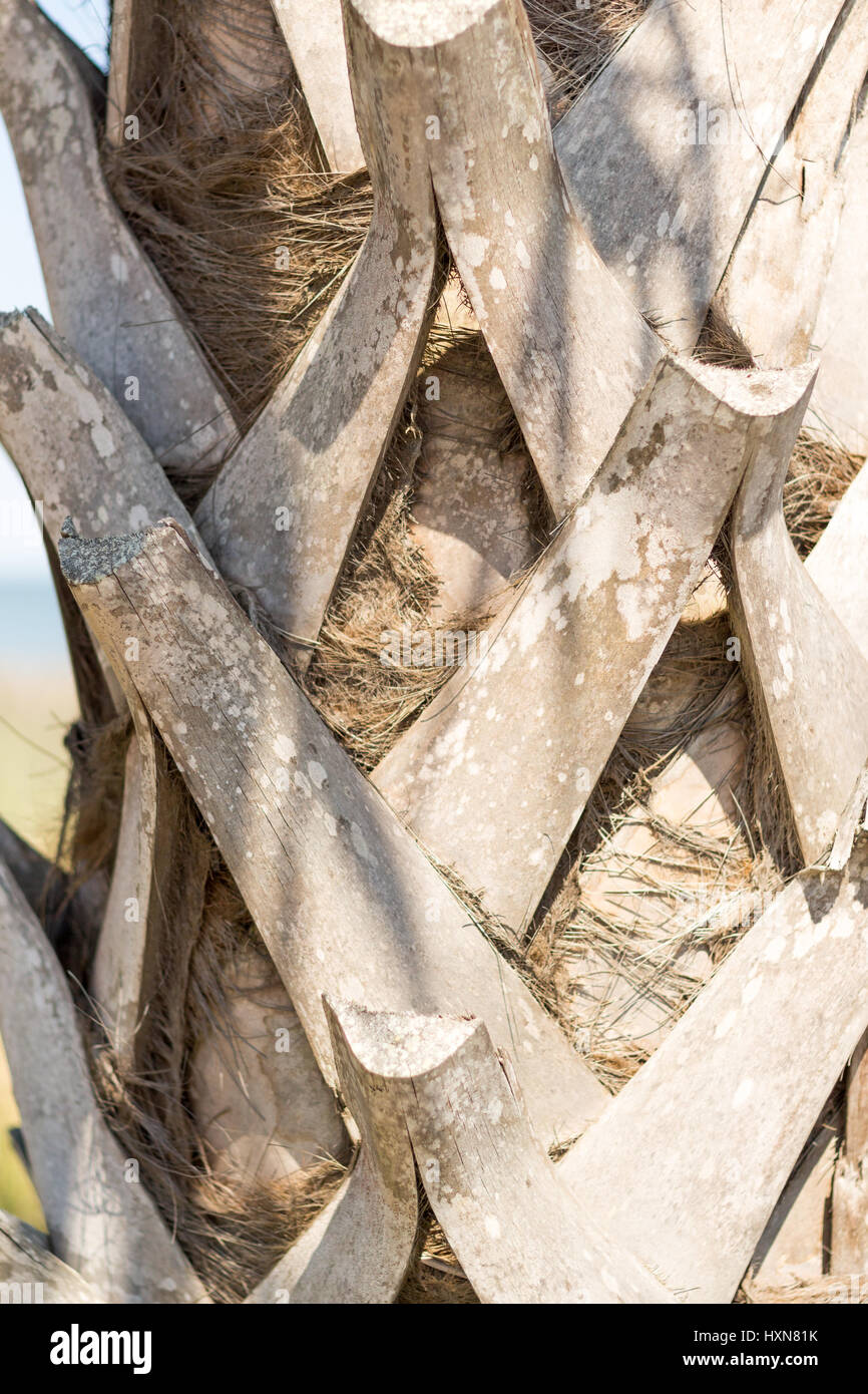 close up abstract view of palm tree bark near boardwalk of myrtle beach ...