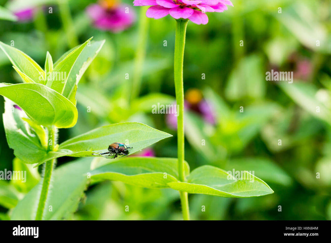 Leaf eating lady beetle hi-res stock photography and images - Alamy