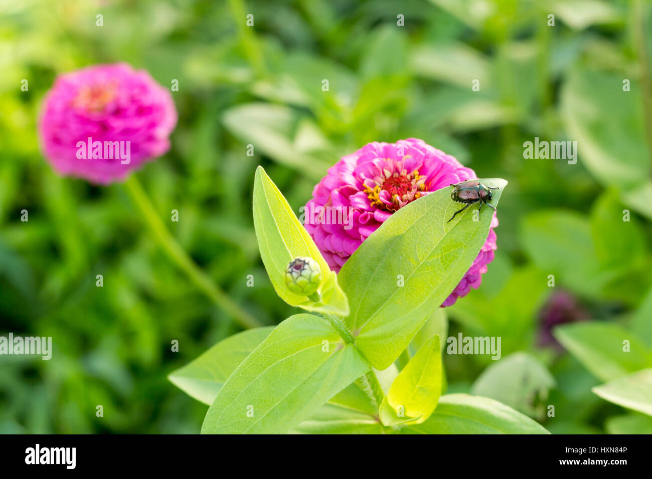 Leaf eating lady beetle hi-res stock photography and images - Alamy