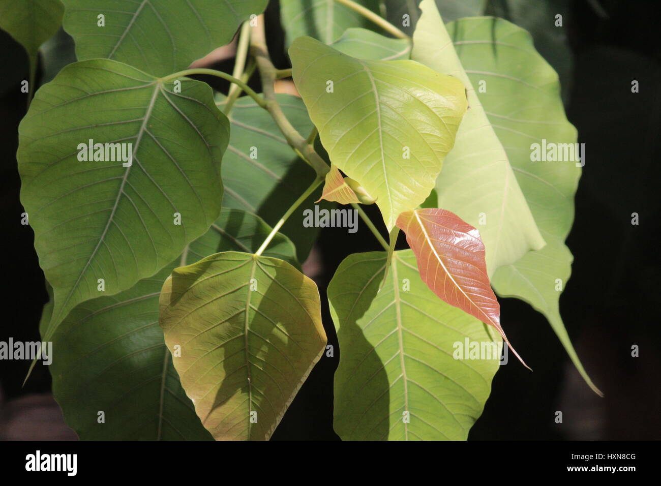 Ficus religiosa sacred fig tree hi-res stock photography and images - Alamy