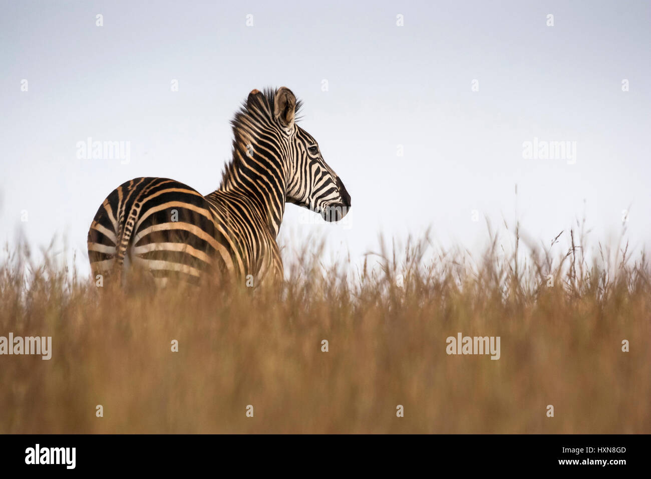 Plains Zebra (Equus quagga Stock Photo - Alamy