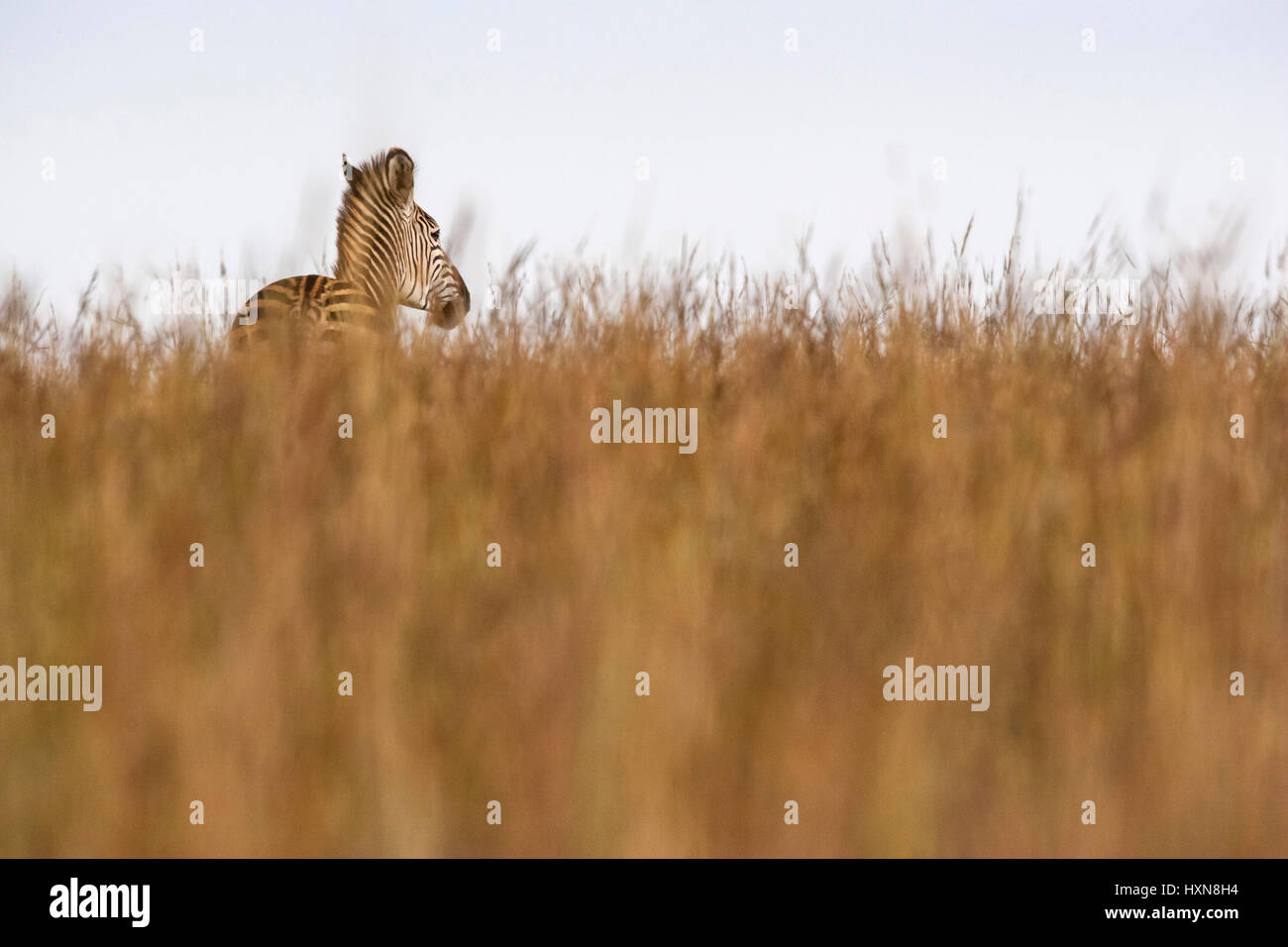 Plains Zebra (Equus quagga Stock Photo - Alamy