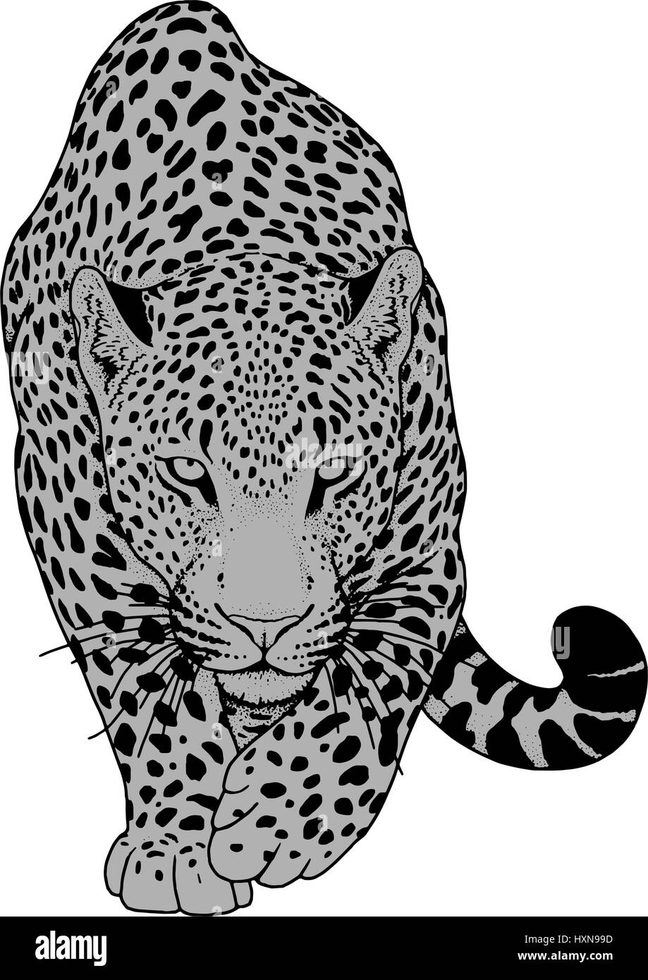 illustration of leopard, graphic vector animal Stock Vector Image & Art ...