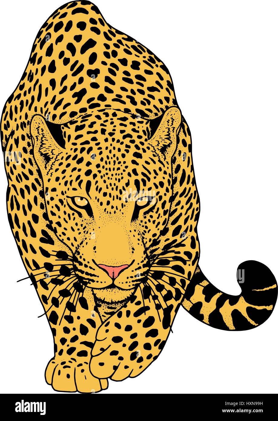 illustration of leopard, graphic vector animal Stock Vector Image & Art ...