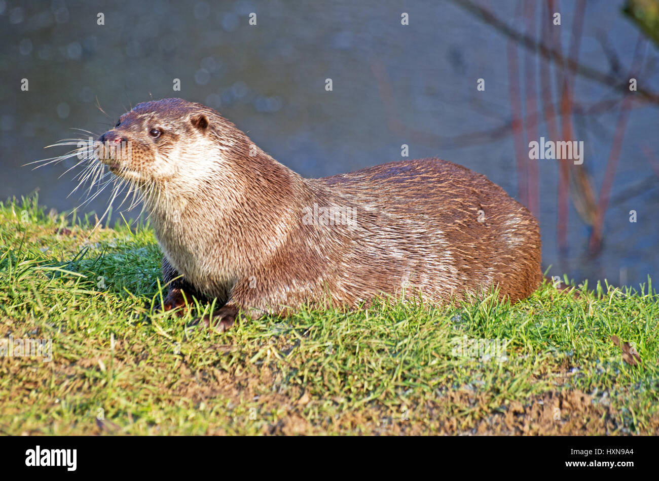 European, British Otter, Lutra Lutta, Captive Stock Photo - Alamy