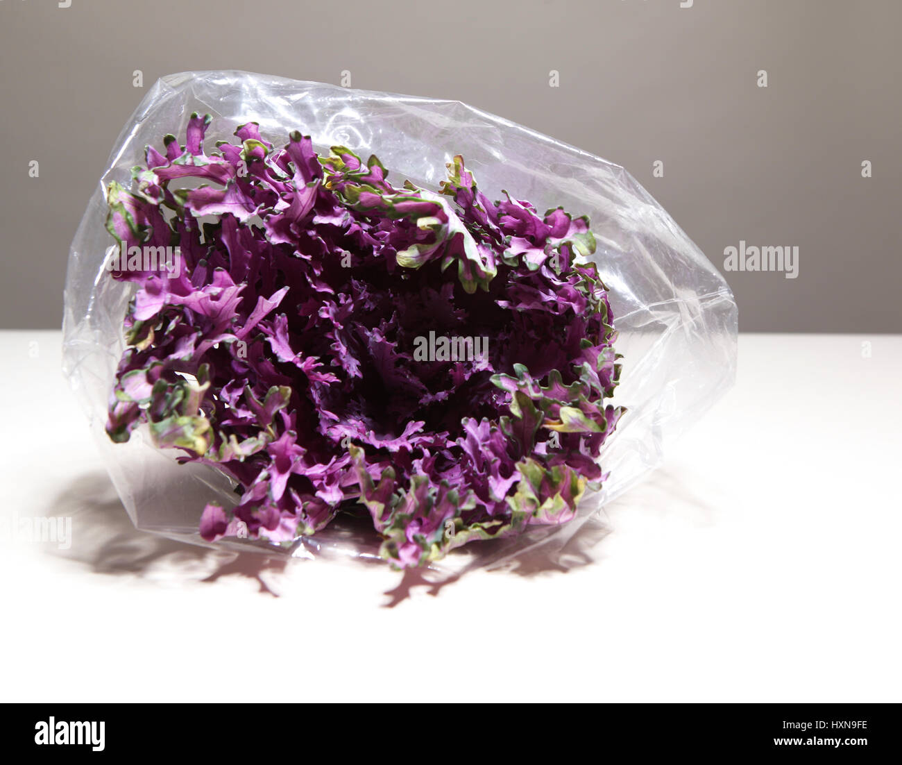 Purple variated cabbage in clear plastic shot on white surface with ...