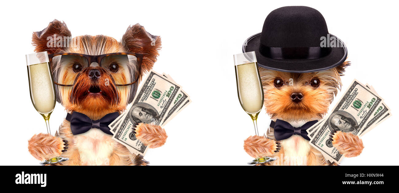 Funny dogs holding champagne and bundles of money Stock Photo - Alamy
