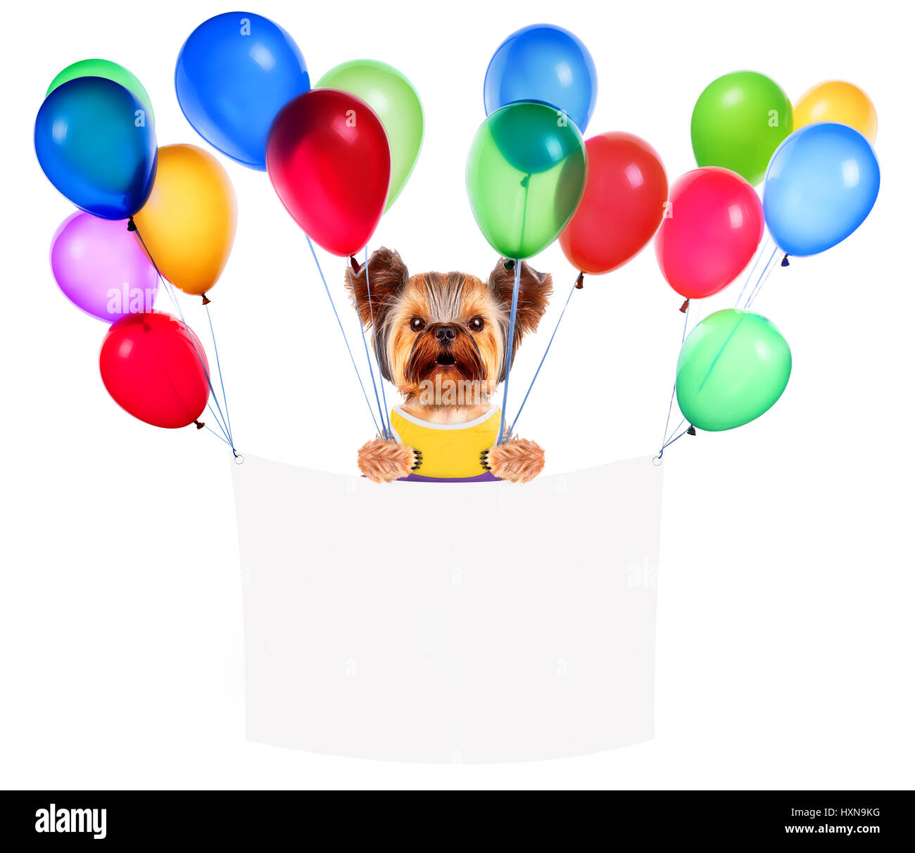 Funny dog holding white banner hi-res stock photography and images - Alamy