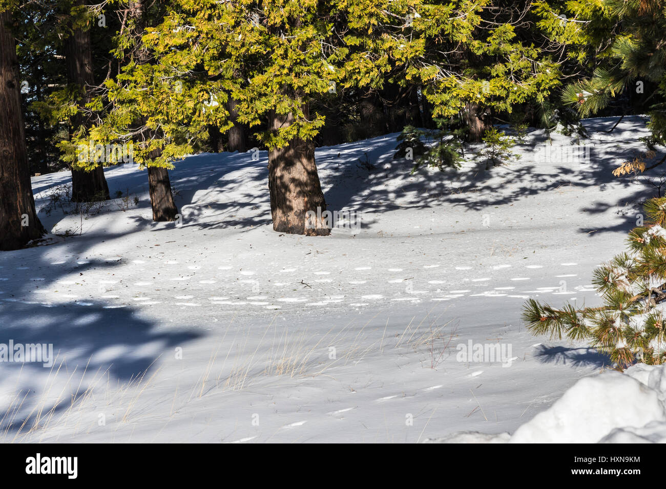 boot tracks in snow, san bernardino mountains Stock Photo - Alamy