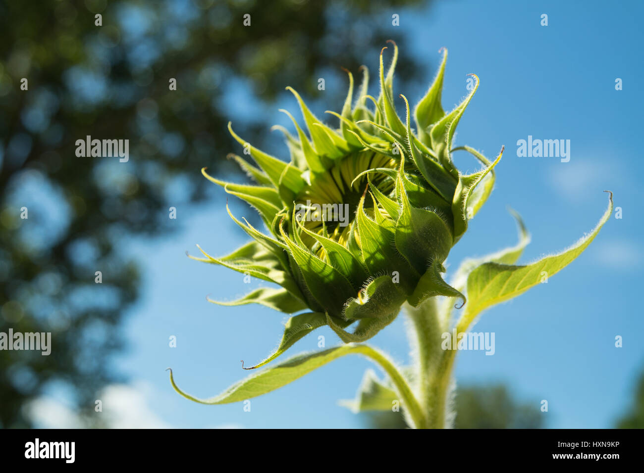 Closeup of a single sunflower bud with a blue sky background Stock ...