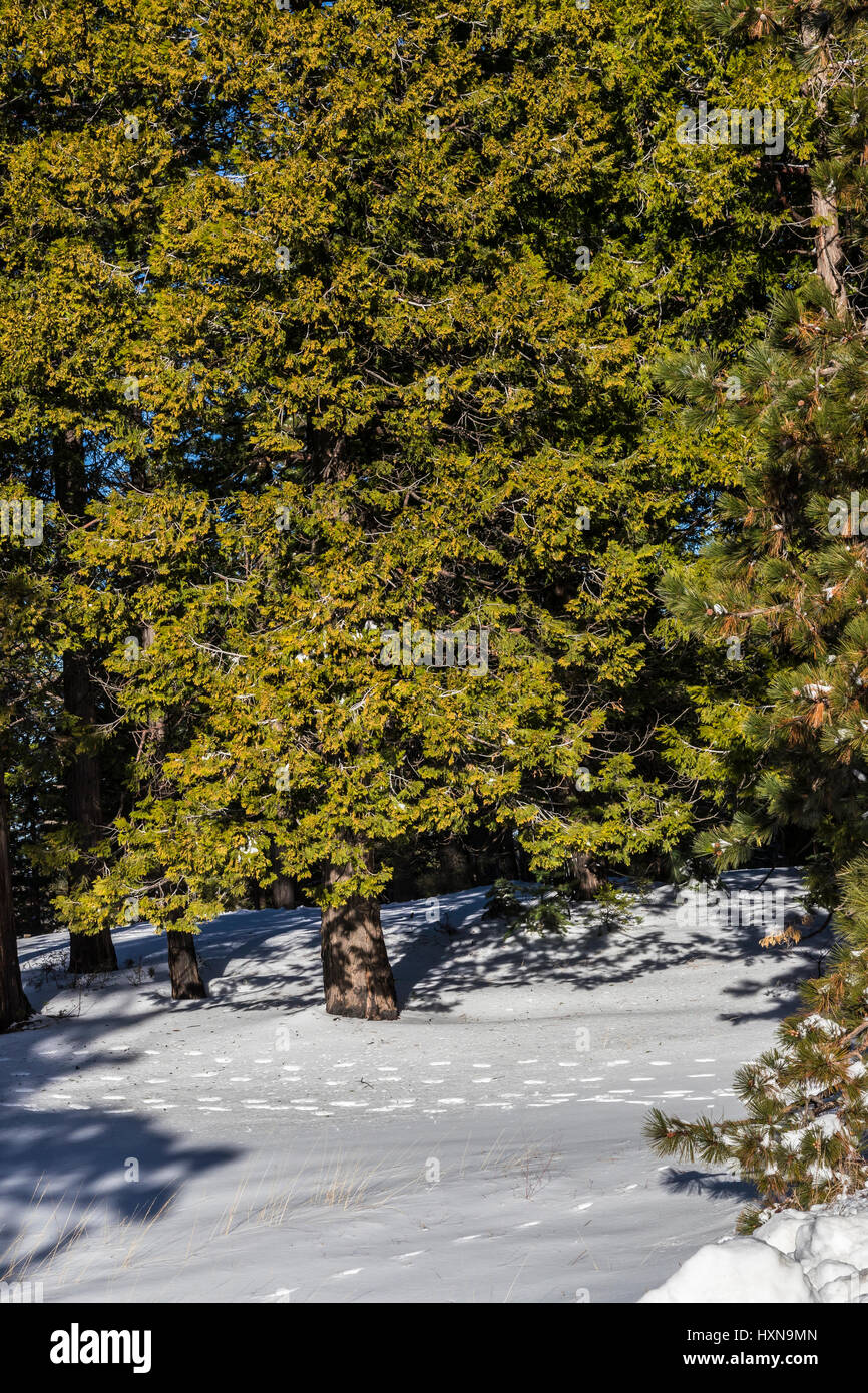 boot tracks in snow, san bernardino mountains Stock Photo - Alamy