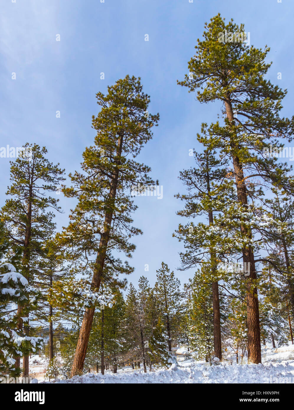 leaning fir tree in san bernardino mountains in winter with snow Stock ...