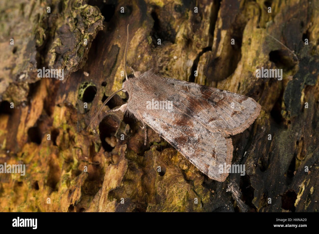 Variable Kätzcheneule, Violettgraue Frühlingseule, Orthosia incerta ...