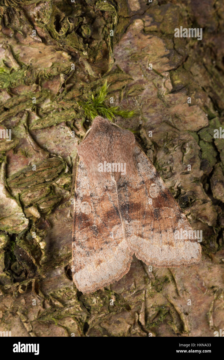 Variable Kätzcheneule, Violettgraue Frühlingseule, Orthosia incerta ...