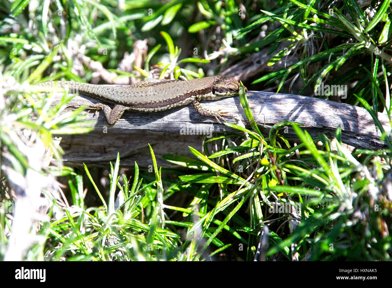 Troodos Rock Lizard, (Phoenicolacerta troodica) basking on a log ...