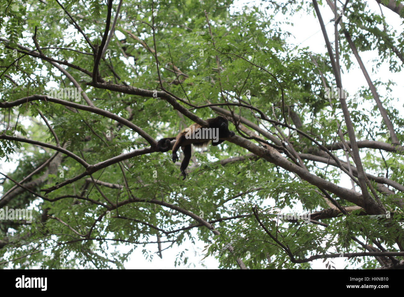 Monkey facts hi-res stock photography and images - Alamy