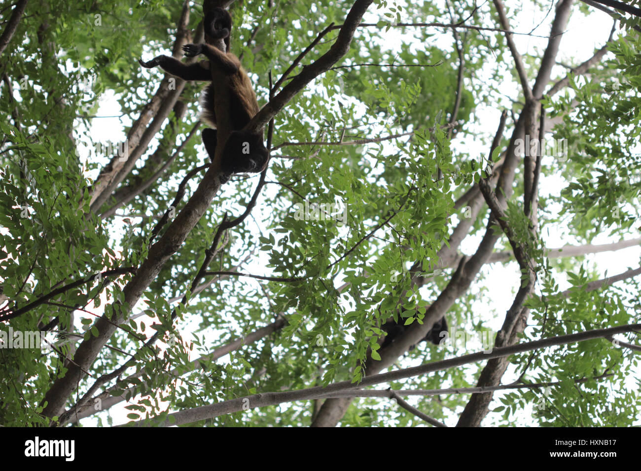 Howler monkey in tree Stock Photo - Alamy
