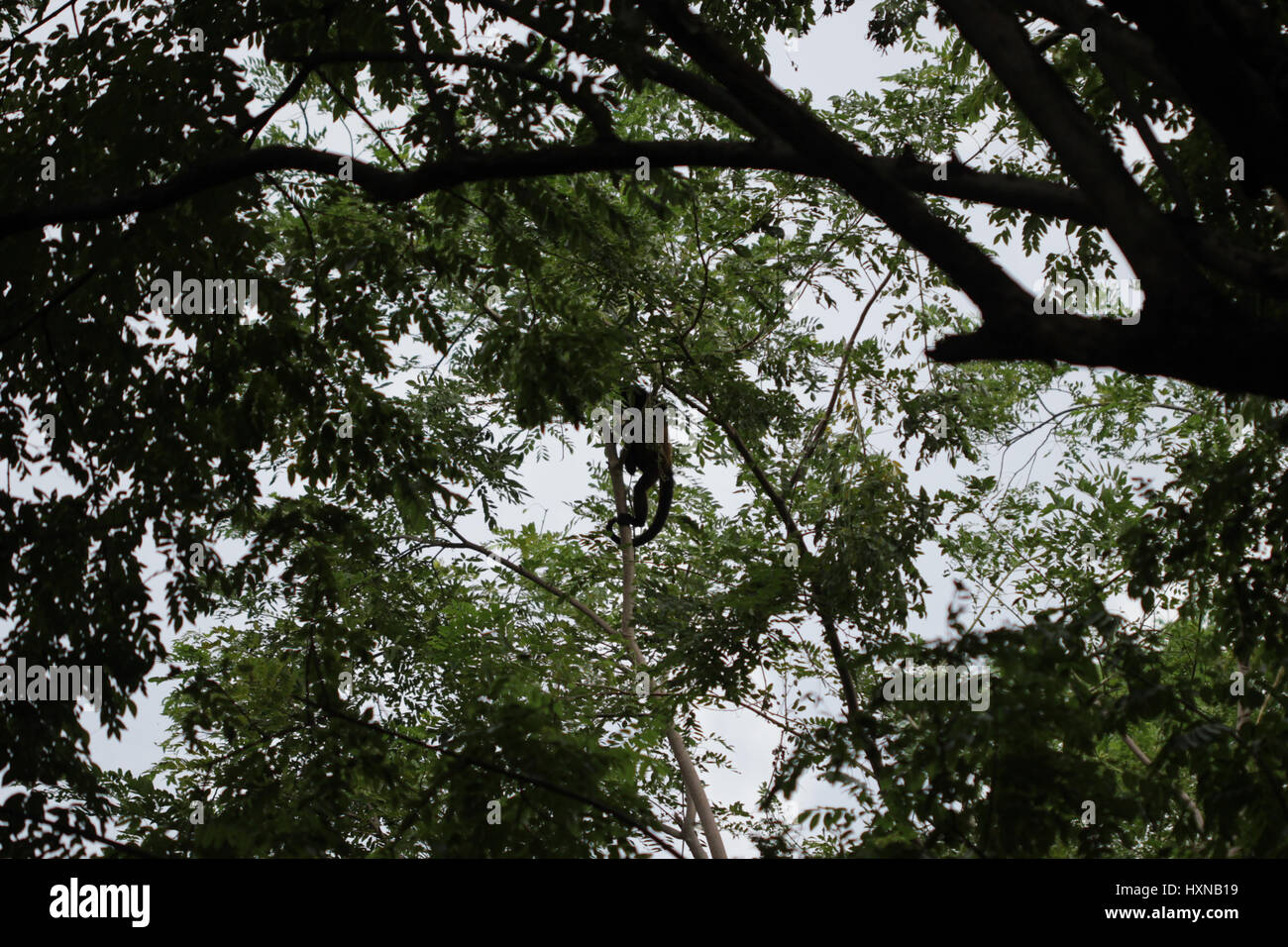 Howler monkey in tree Stock Photo - Alamy