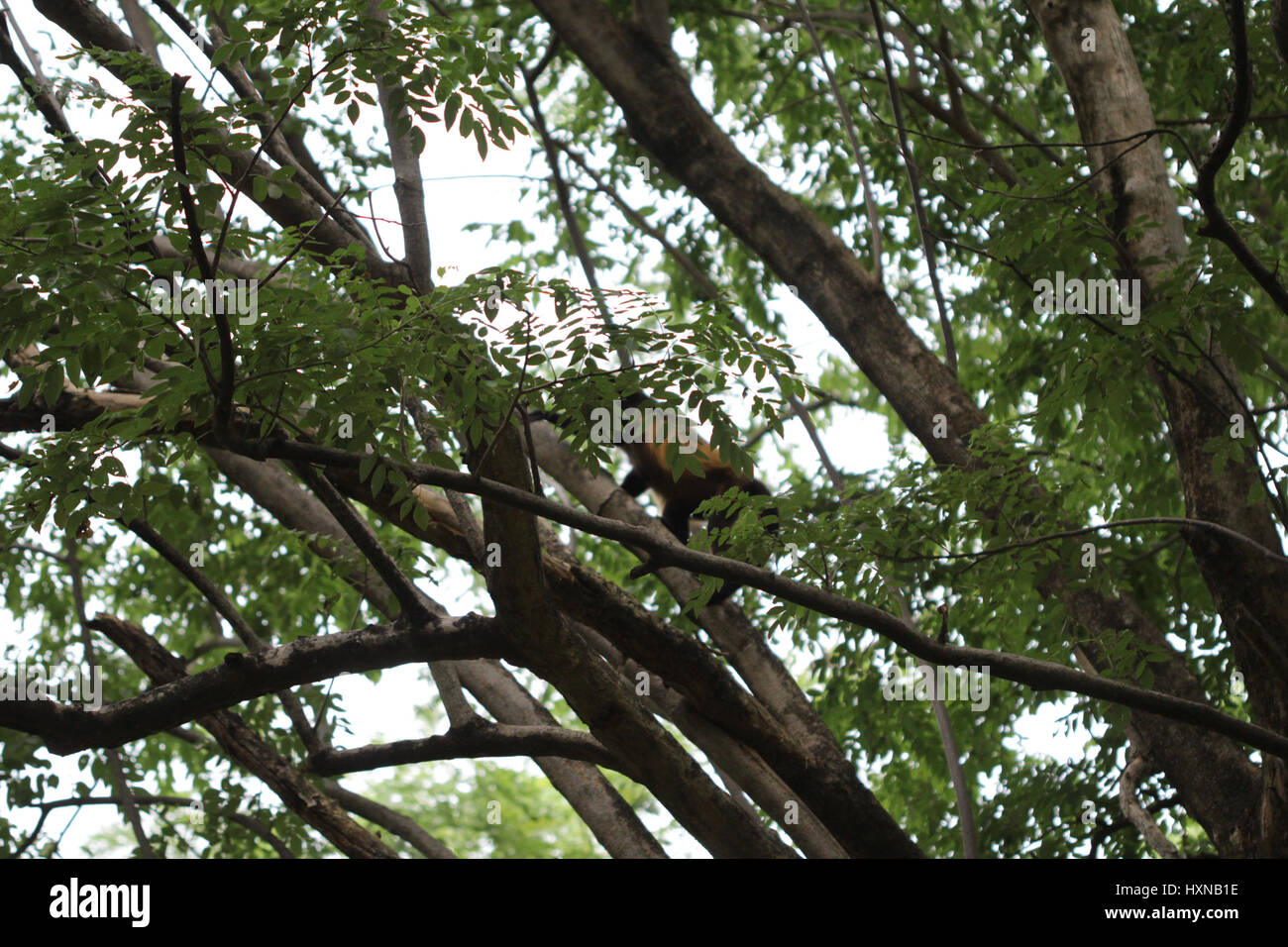 Howler monkey in tree Stock Photo - Alamy