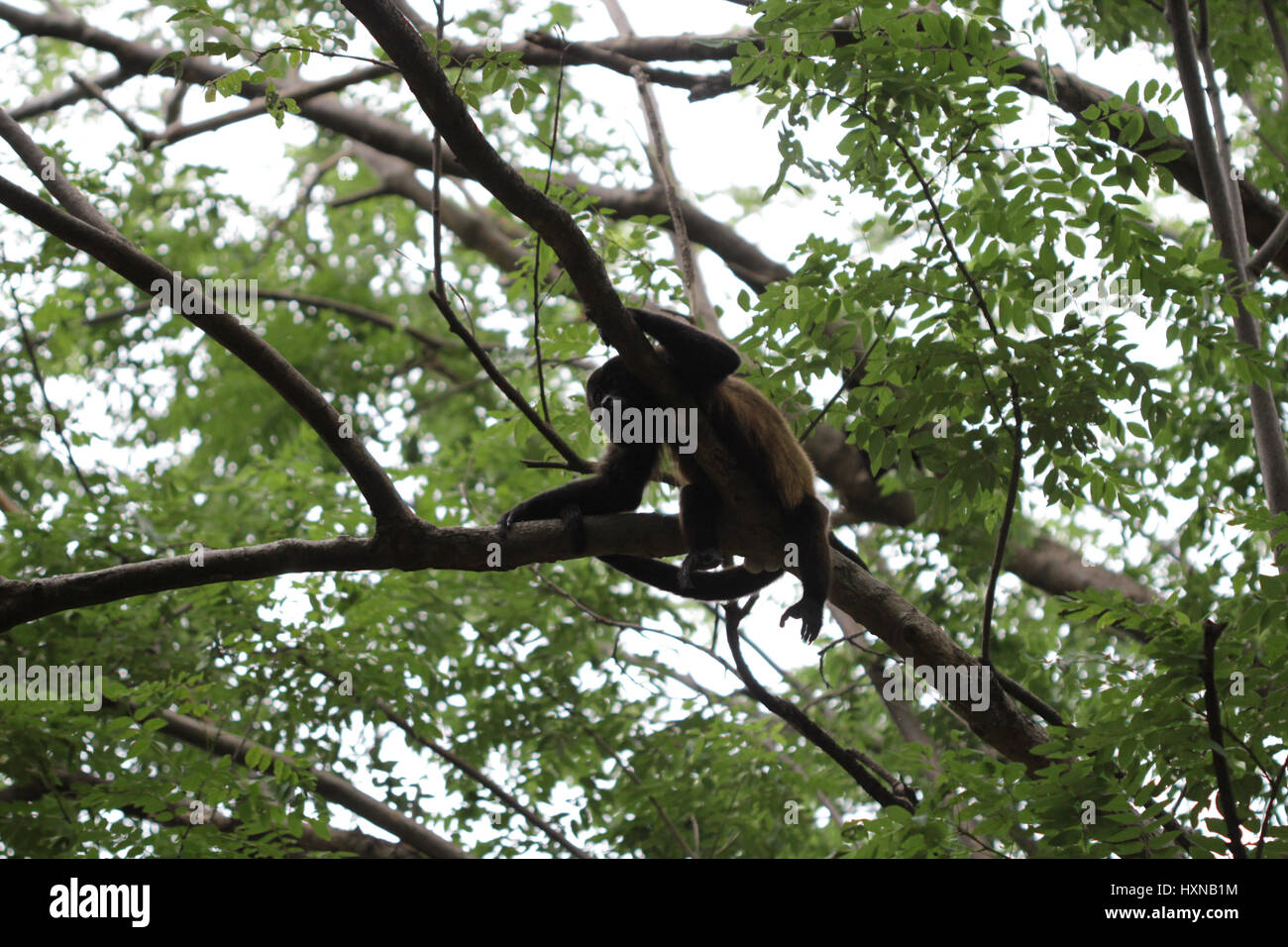 Howler monkey in tree Stock Photo - Alamy