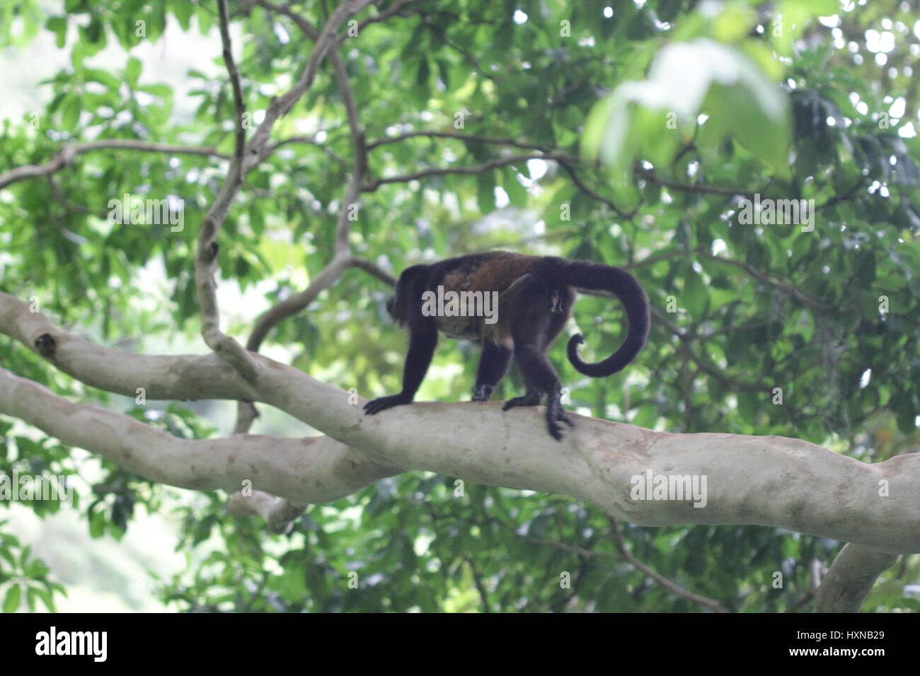 Monkey facts hi-res stock photography and images - Alamy