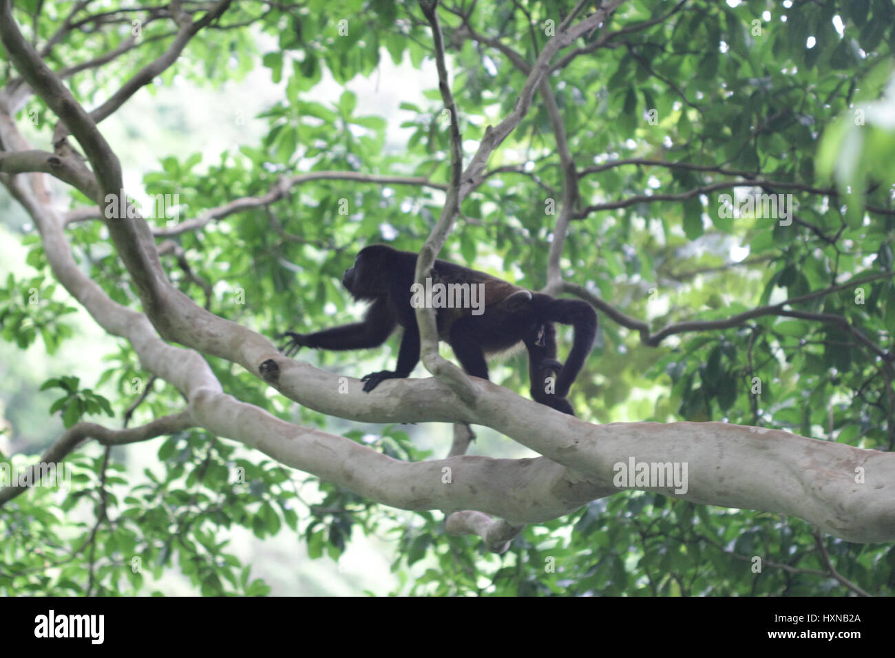 Howler monkey in tree Stock Photo - Alamy