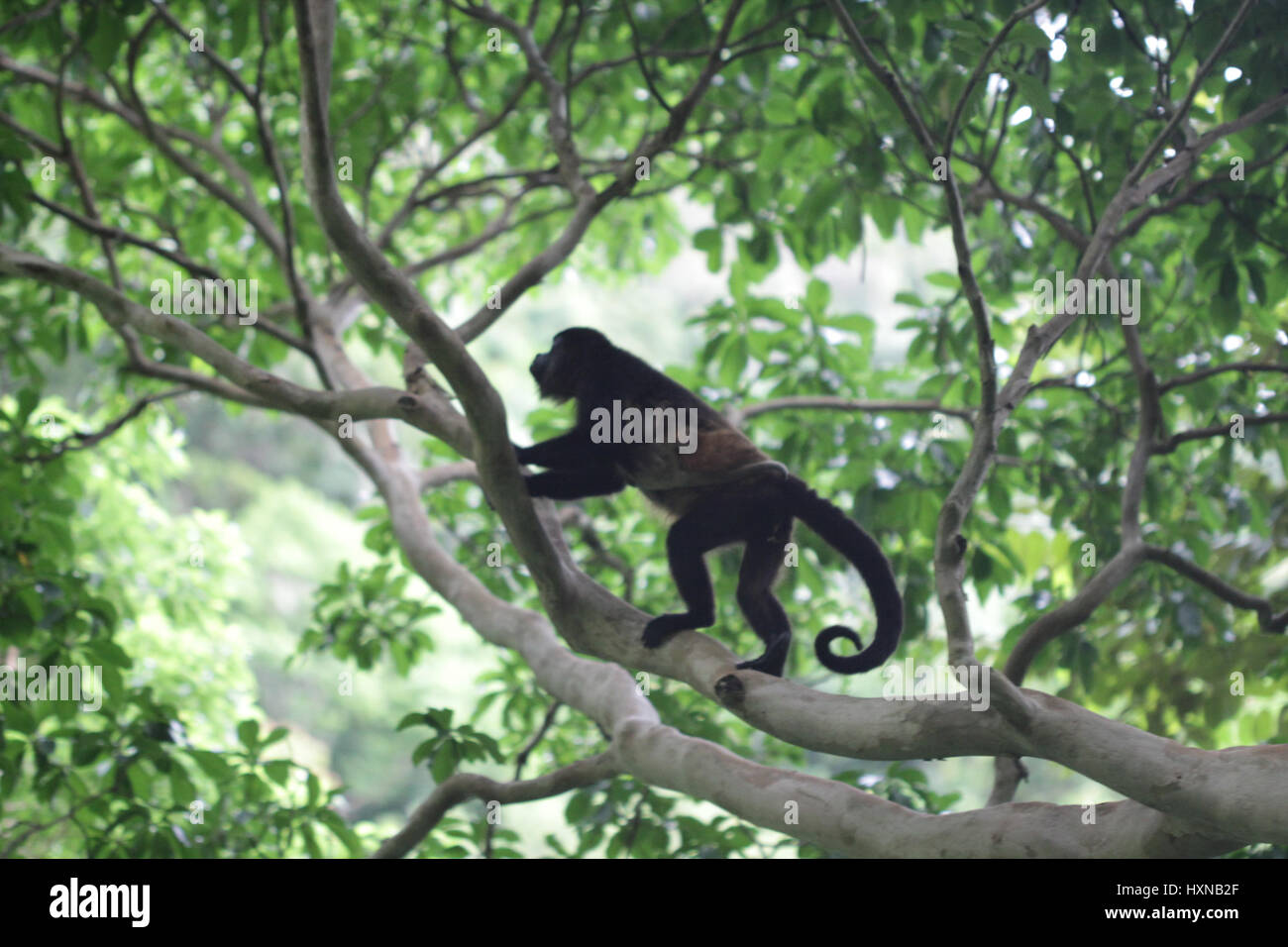 Howler monkey in tree Stock Photo - Alamy
