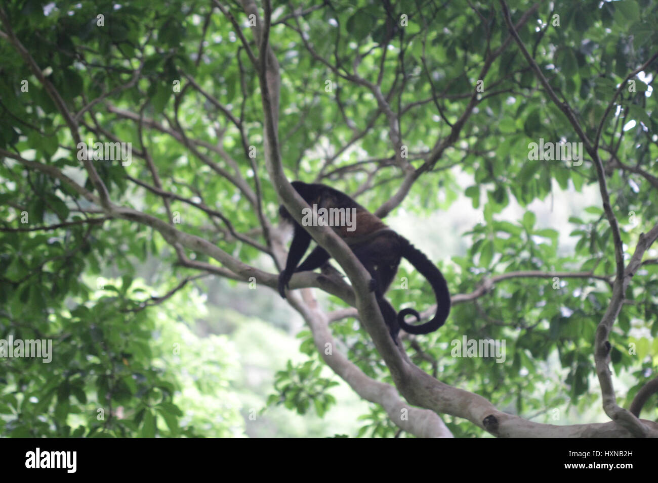 Howler monkey in tree Stock Photo - Alamy