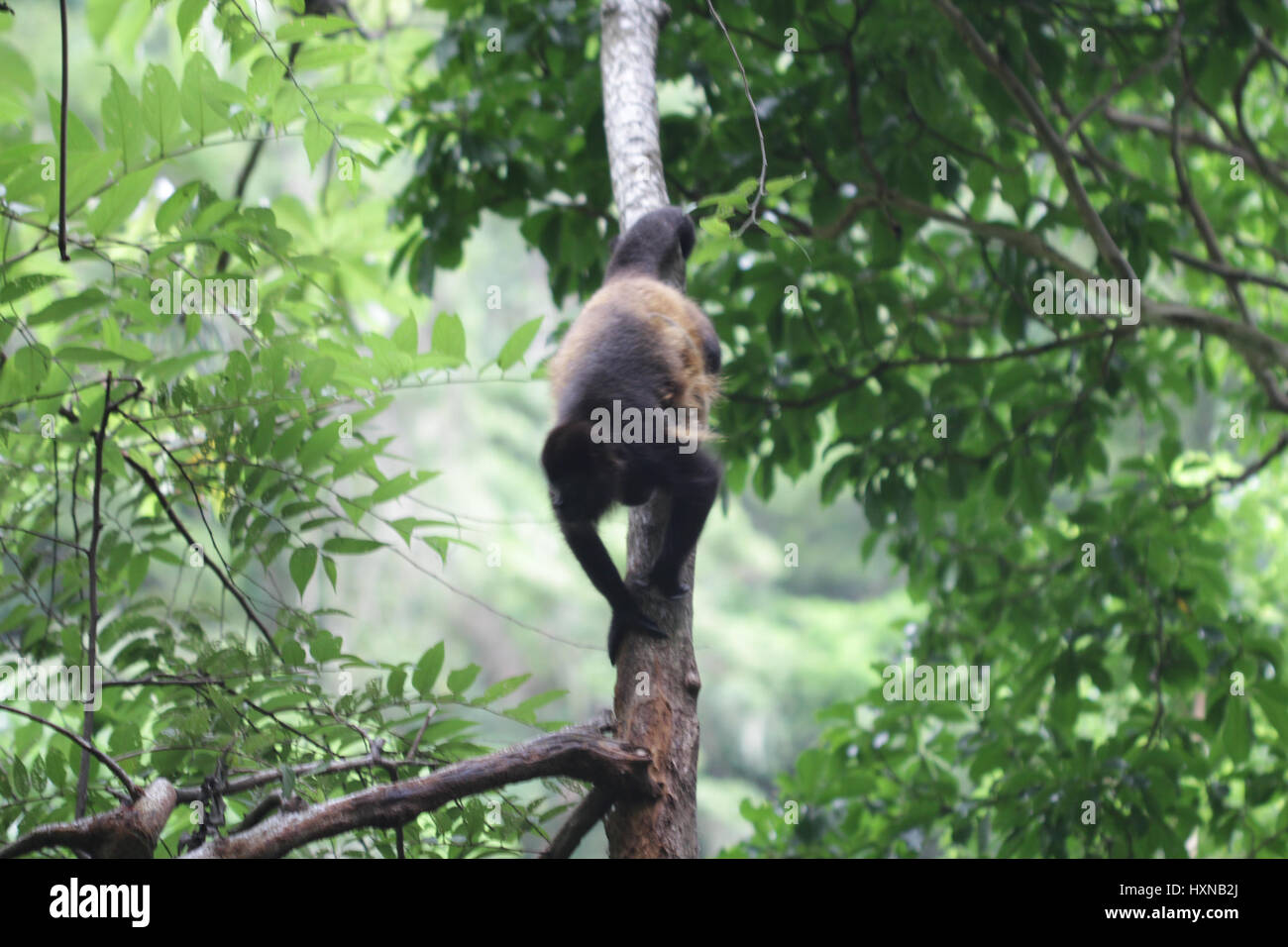 Howler monkey in tree Stock Photo - Alamy