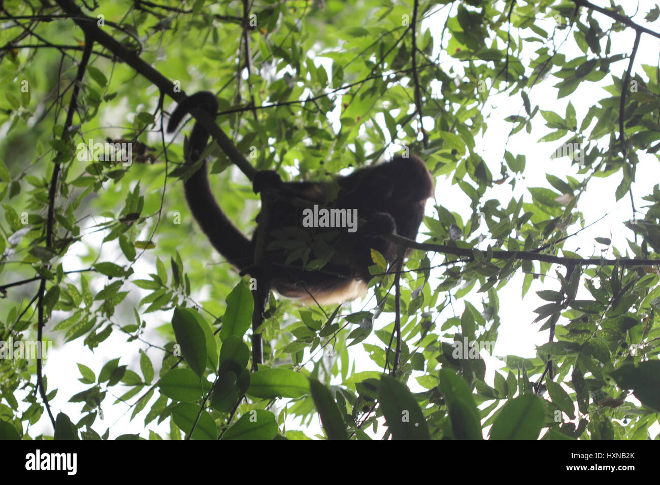 Howler monkey in tree Stock Photo - Alamy