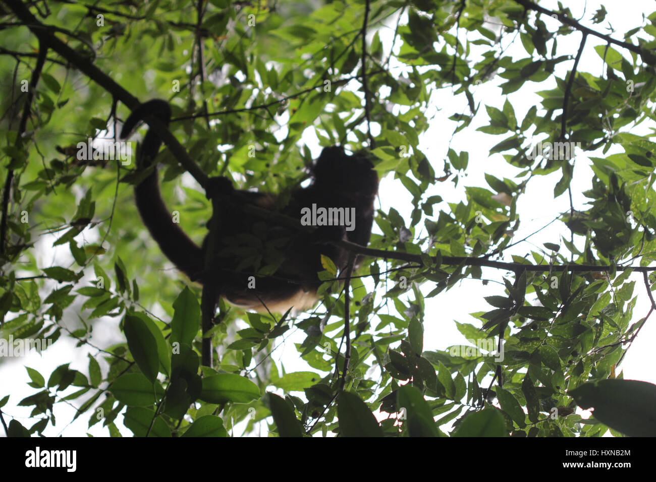 Howler monkey in tree Stock Photo - Alamy
