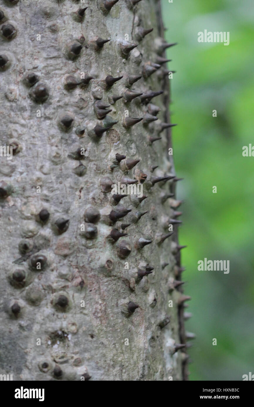 Tree with spikes in tropica forest Stock Photo - Alamy