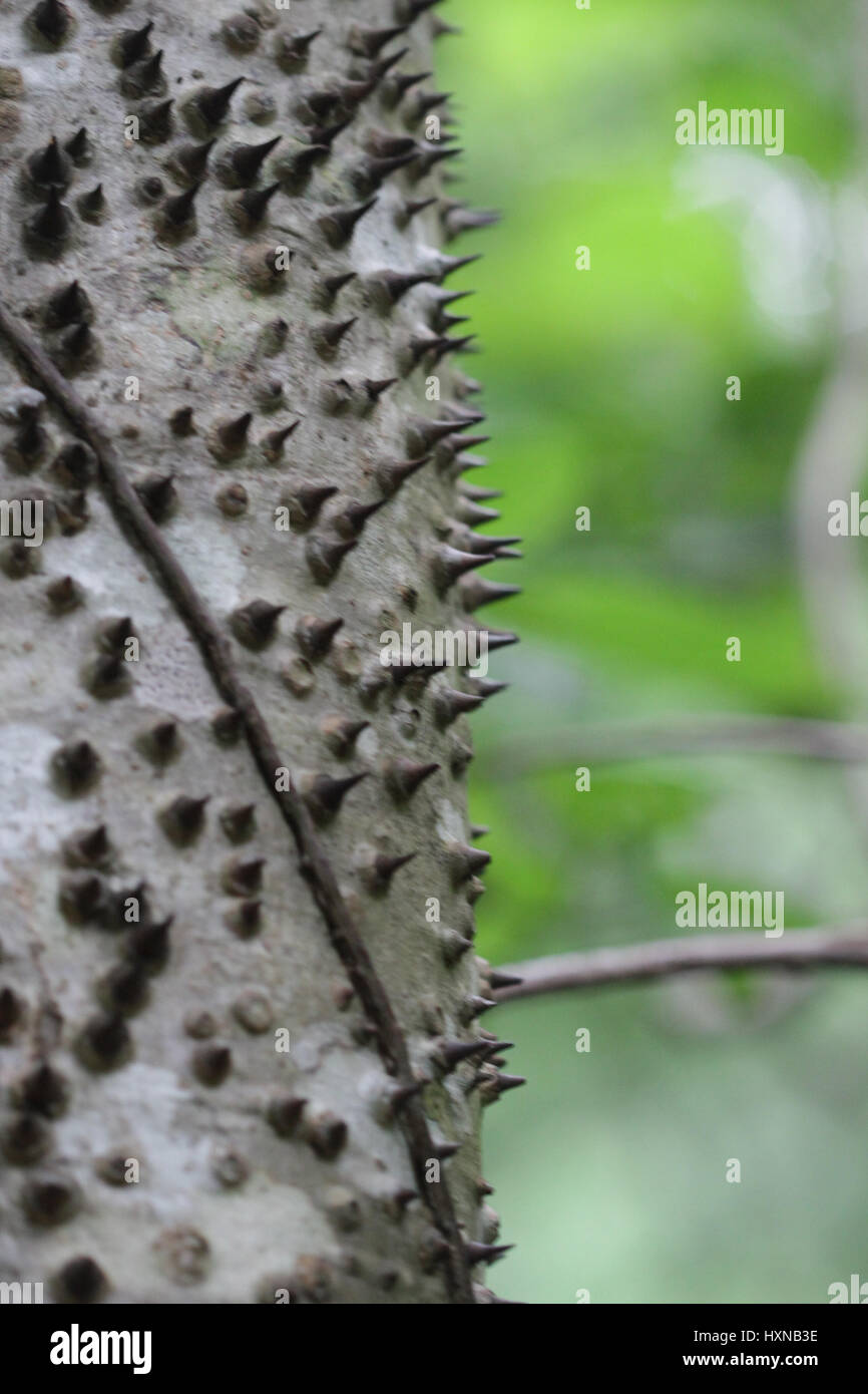 Tree with spikes in tropica forest Stock Photo - Alamy
